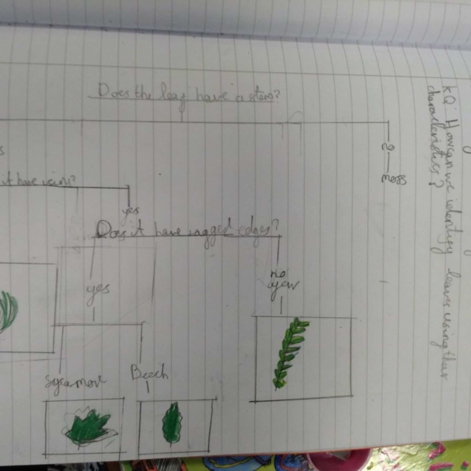 Classifying leaves! – Harlow Green Community Primary School